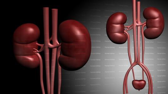 Akutt nyreskade, behandling - NHI.no