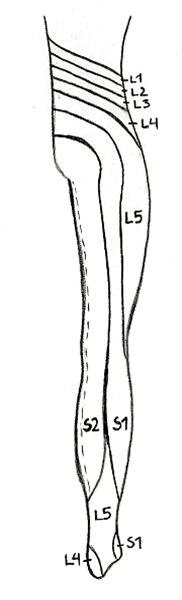 Dermatomer - u.ex. dorsalt - NHI.no
