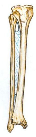 Tibia og fibula - NHI.no