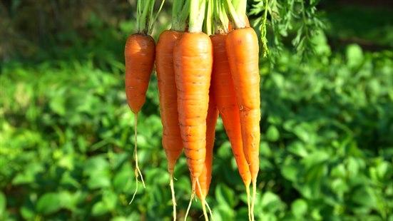 Mat med vitamin A - NHI.no