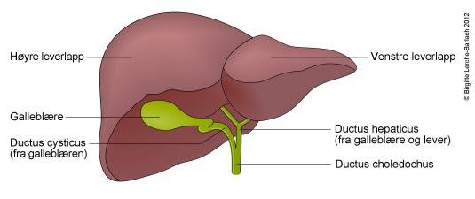 Alkoholisk leverskade - Symptomer - NHI.no