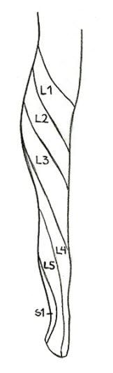 Dermatomer - u.ex. frontalt - NHI.no