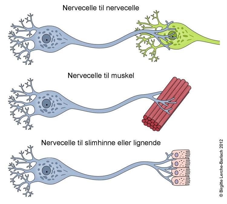 Hjernens utvikling - NHI.no