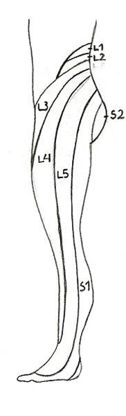 Dermatomer - u.ex. lateralt - NHI.no