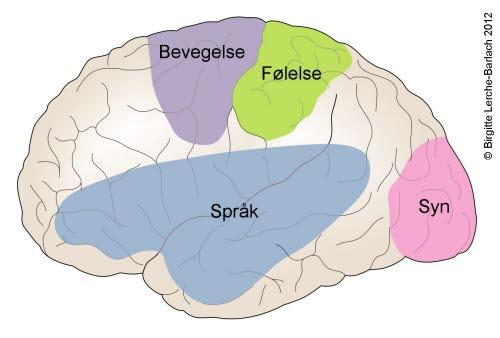 Sentralnervesystemet - NHI.no