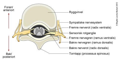 Sentralnervesystemet - Ryggmargen (medulla spinalis) - NHI.no
