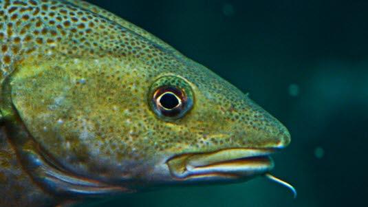 Allergi mot fisk og skalldyr - NHI.no