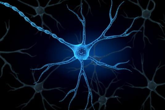 Hjernen og nervesystemet - NHI.no