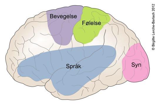 Hjernesvulst, symptomer og tegn - Svulstens beliggenhet - NHI.no