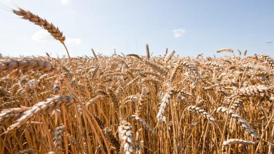 Mat med fullkorn reduserer risikoen for død - NHI.no