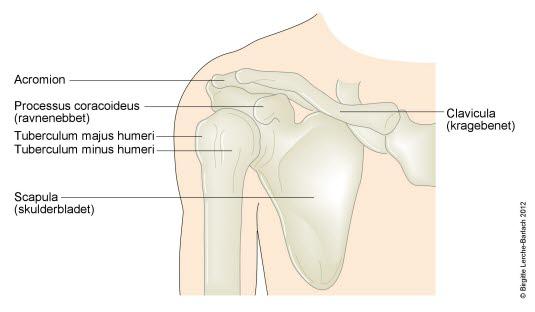 Acromioclaviculærledds artrose - NHI.no