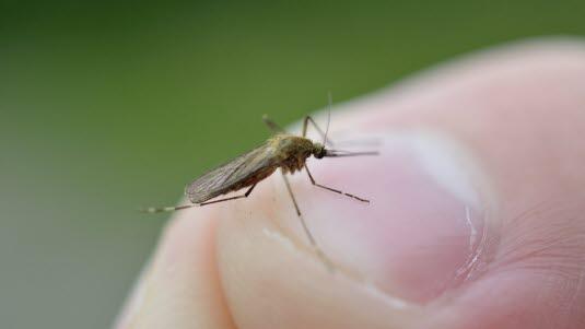 Mygg, knott og sviknott - NHI.no