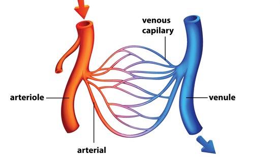Mikrosirkulasjonen - NHI.no