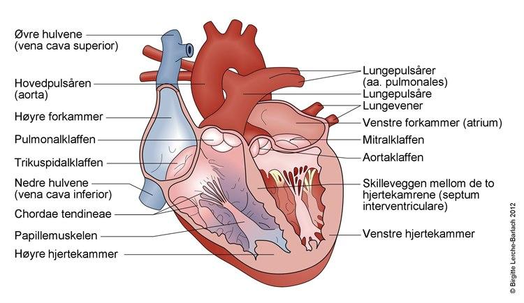 Atrieflimmer og -flutter - NHI.no