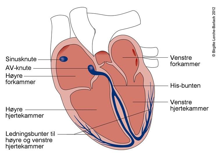 Atrieflimmer og -flutter - NHI.no